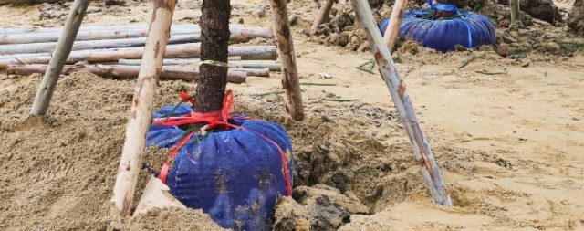 How to Transplant a Tree without Killing It?