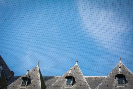 How to Get Rid of Pigeons on Your Roof