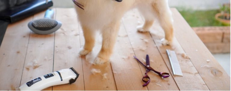 9 DIY Dog Grooming Table Ideas